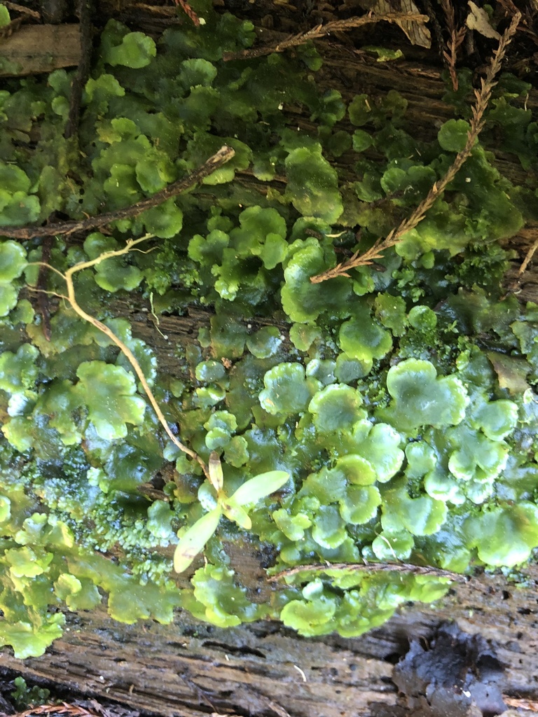 Monoclea forsteri from White Pine Bush Scenic Reserve (located in Hawke ...