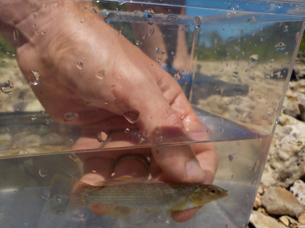 Northern Studfish from 19601–20339 Trophy Ln, Dixon, MO, US on August ...