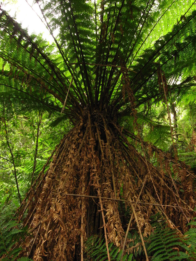 man fern from Melbourne VIC, Australia on December 16, 2008 at 11:56 AM ...