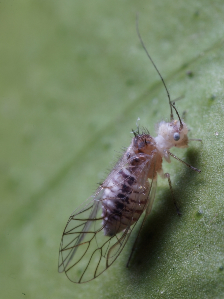 Shaggy Barklice from Santiago, MX-NL, MX on September 13, 2020 at 03:00 ...