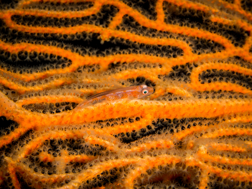 (Bryaninops annella) - Marine Life Identification