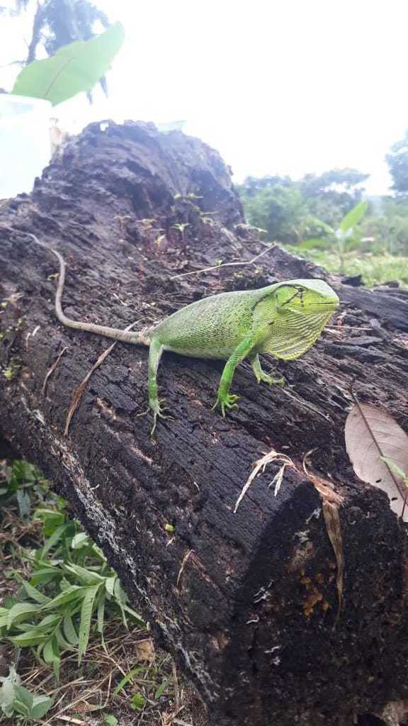 Common Monkey Lizard from Cantón Archidona, Ecuador on September 16 ...