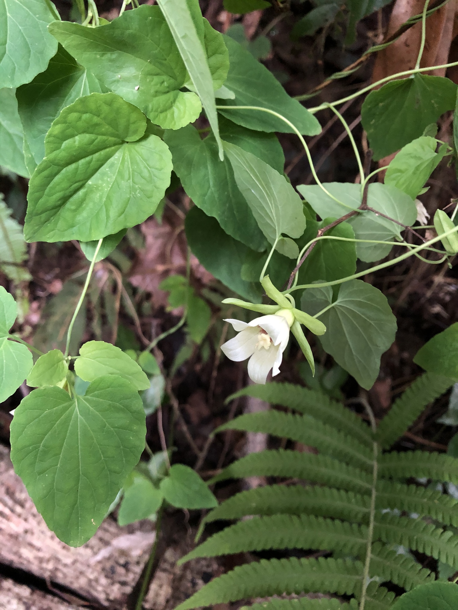 Codonopsis javanica (Blume) Hook.f. & Thomson