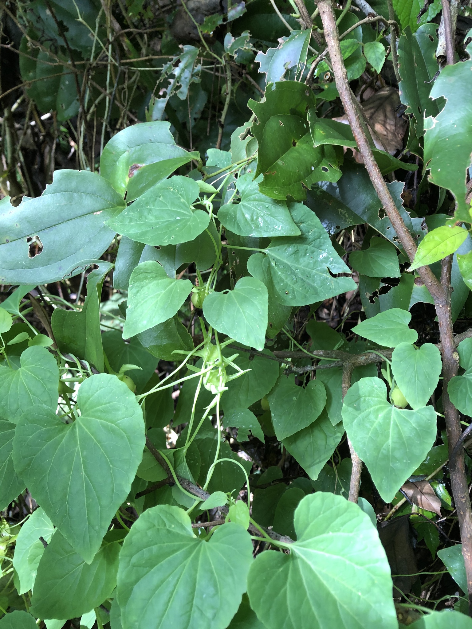 Codonopsis javanica (Blume) Hook.f. & Thomson