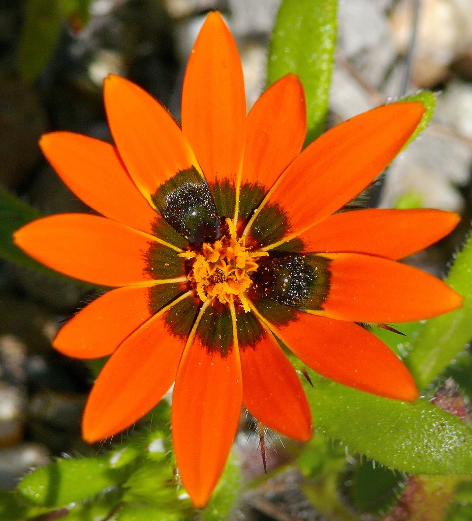 Beetle Daisy (Plants of the Tygerberg Nature Reserve) · iNaturalist