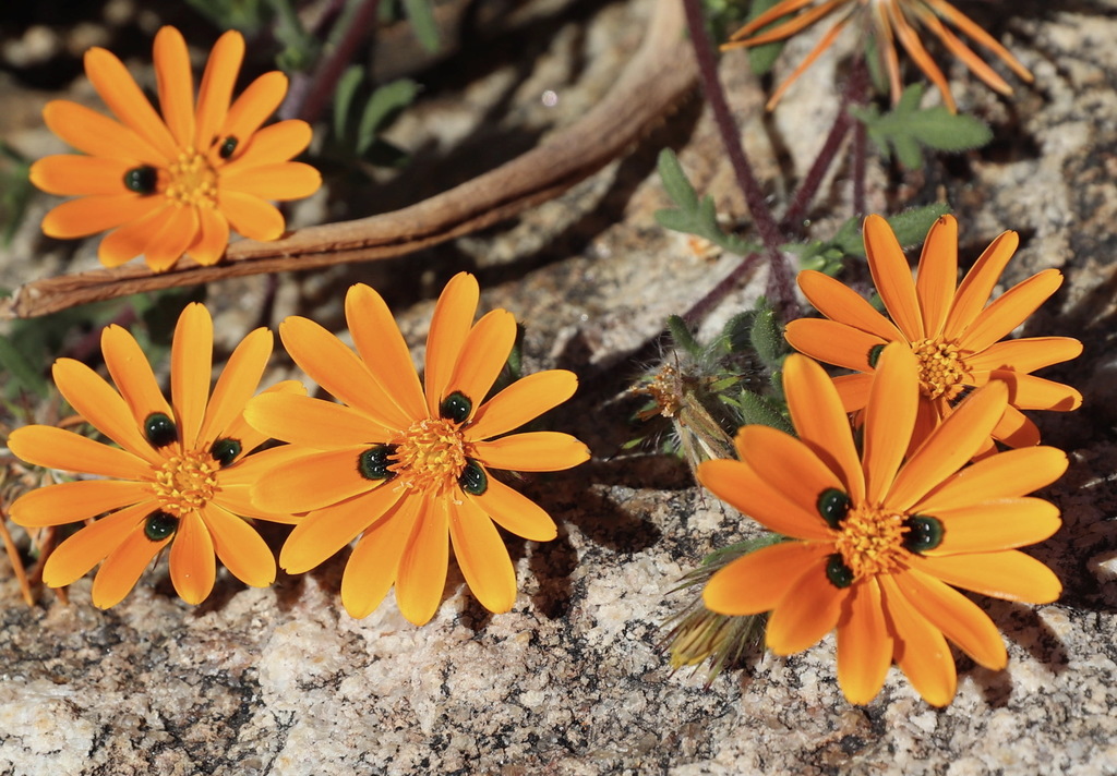 Beetle Daisy (Plants of the Tygerberg Nature Reserve) · iNaturalist