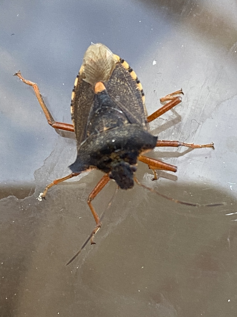 Forest Bug from Great Britain, Saffron Walden, England, GB on September ...