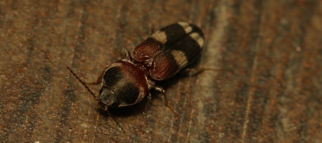 Dicronychus notatus from Rutland Gate 4th St, Srirampuram, Thousand ...