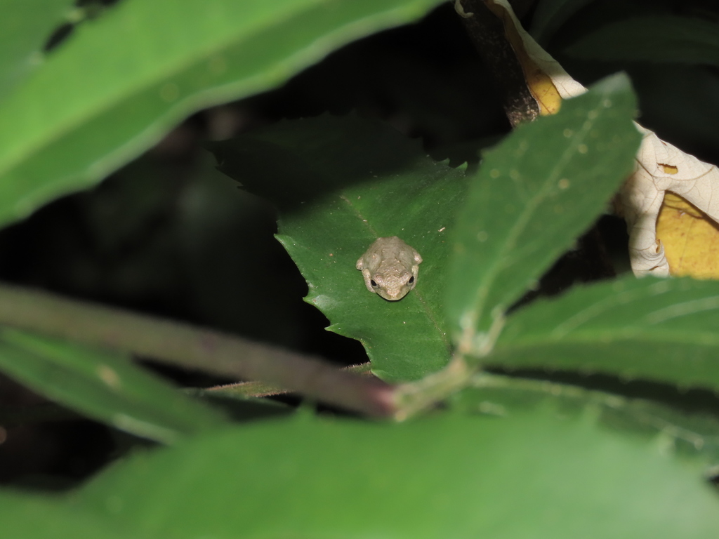 Temple Tree Frog from 406, Taiwan, Taichung City, Beitun District, 斜頭巷 ...