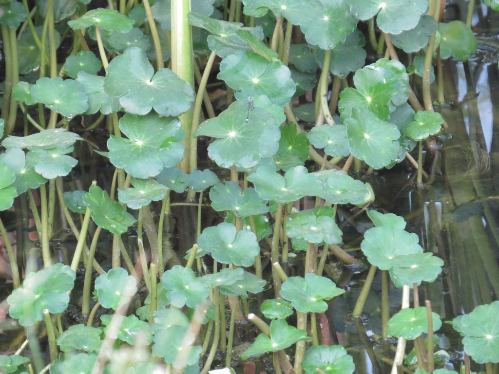 floating marsh pennywort from Gazelle Valley on September 16, 2020 at ...