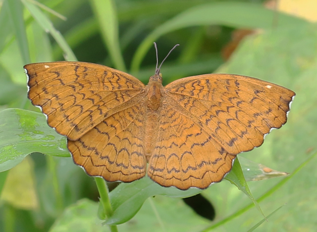 Dakhan Common Castor (Butterflies of Maharashtra) · iNaturalist