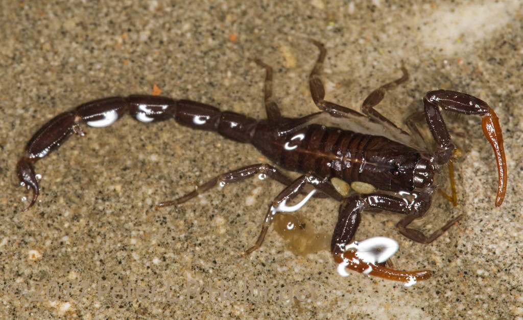 Slender Brown Scorpion from Guanajay, Cuba on July 3, 2014 at 10:52 AM ...