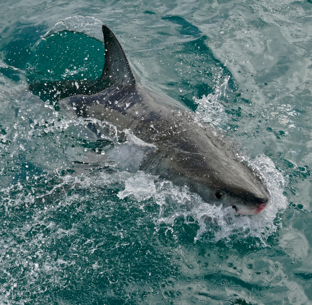 (Carcharodon) - Marine Life Identification