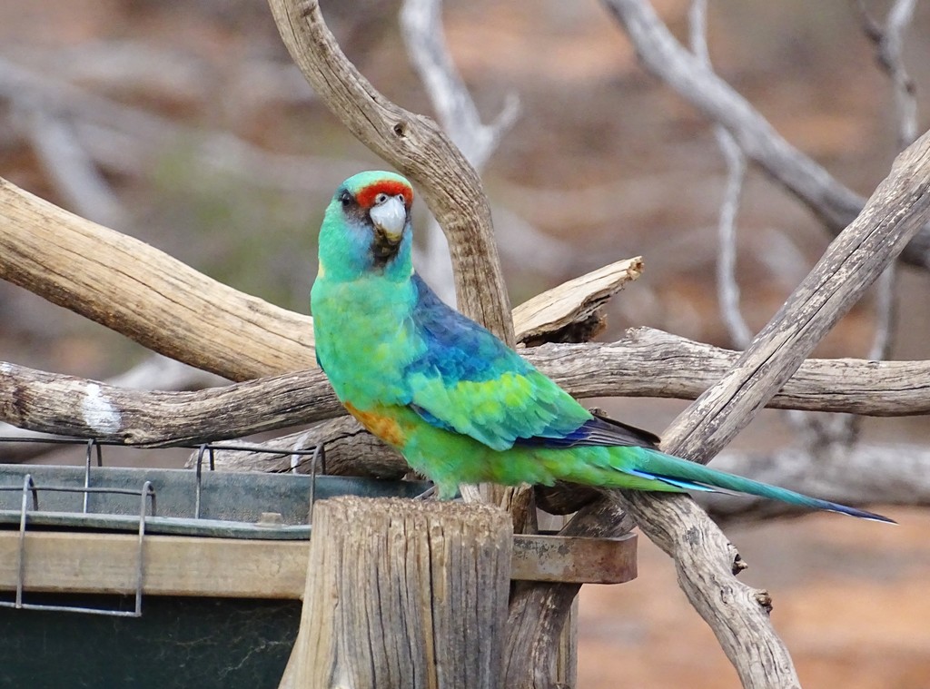 Mallee Ringneck (Birds of Griffith NSW) · iNaturalist