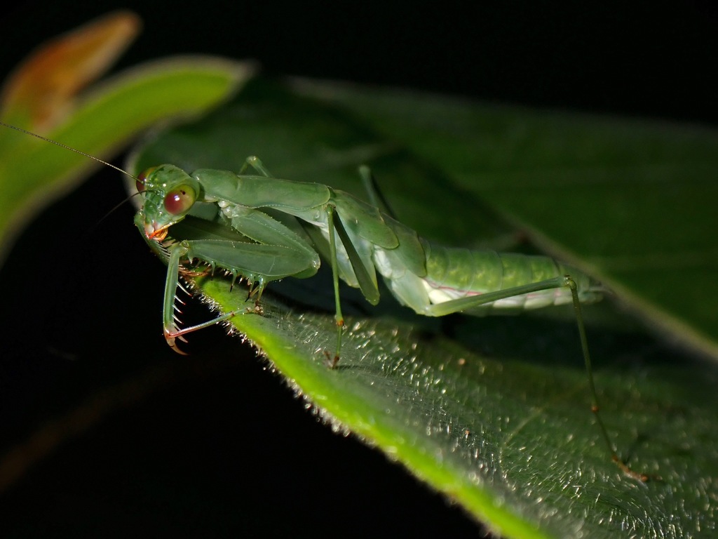 Caliris elegans from Tanjung Bungah, Penang, Malaysia on September 15 ...