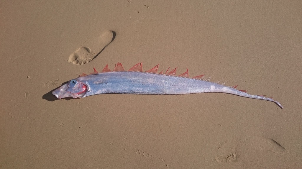 Southern Ribbonfish from Mystery Bay NSW 2546, Australia on September ...
