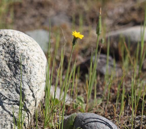 Agoseris chilensis · iNaturalist Mexico