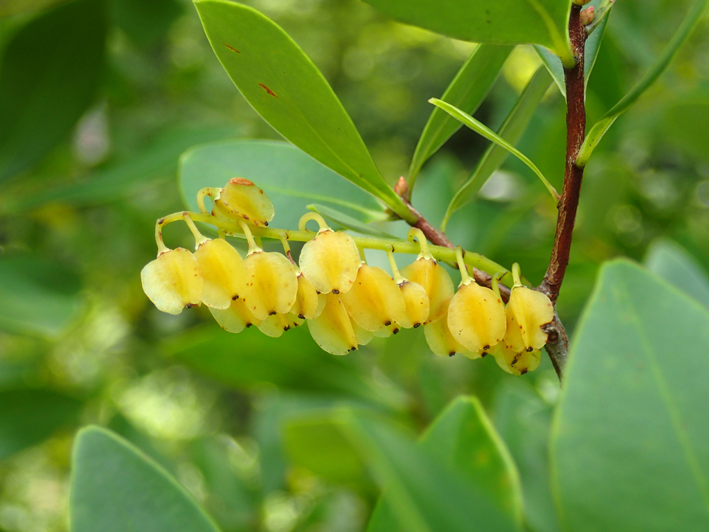 Buckwheat tree (Florida Facultative Wetland Species ) · iNaturalist