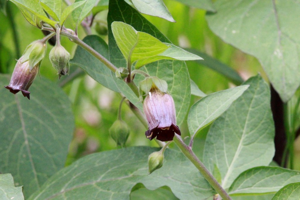 belladonnas (Atropa) - Botanical Realm
