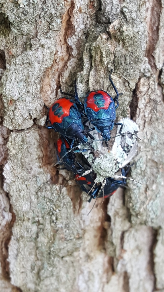Florida Predatory Stink Bug from Clarksville, TN 37040, USA on ...