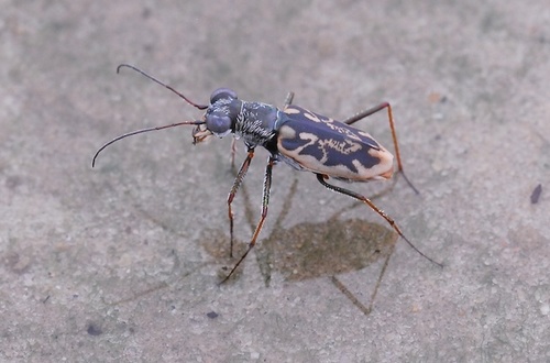 Gulf Beach Tiger Beetle (Subspecies Ellipsoptera hamata lacerata ...