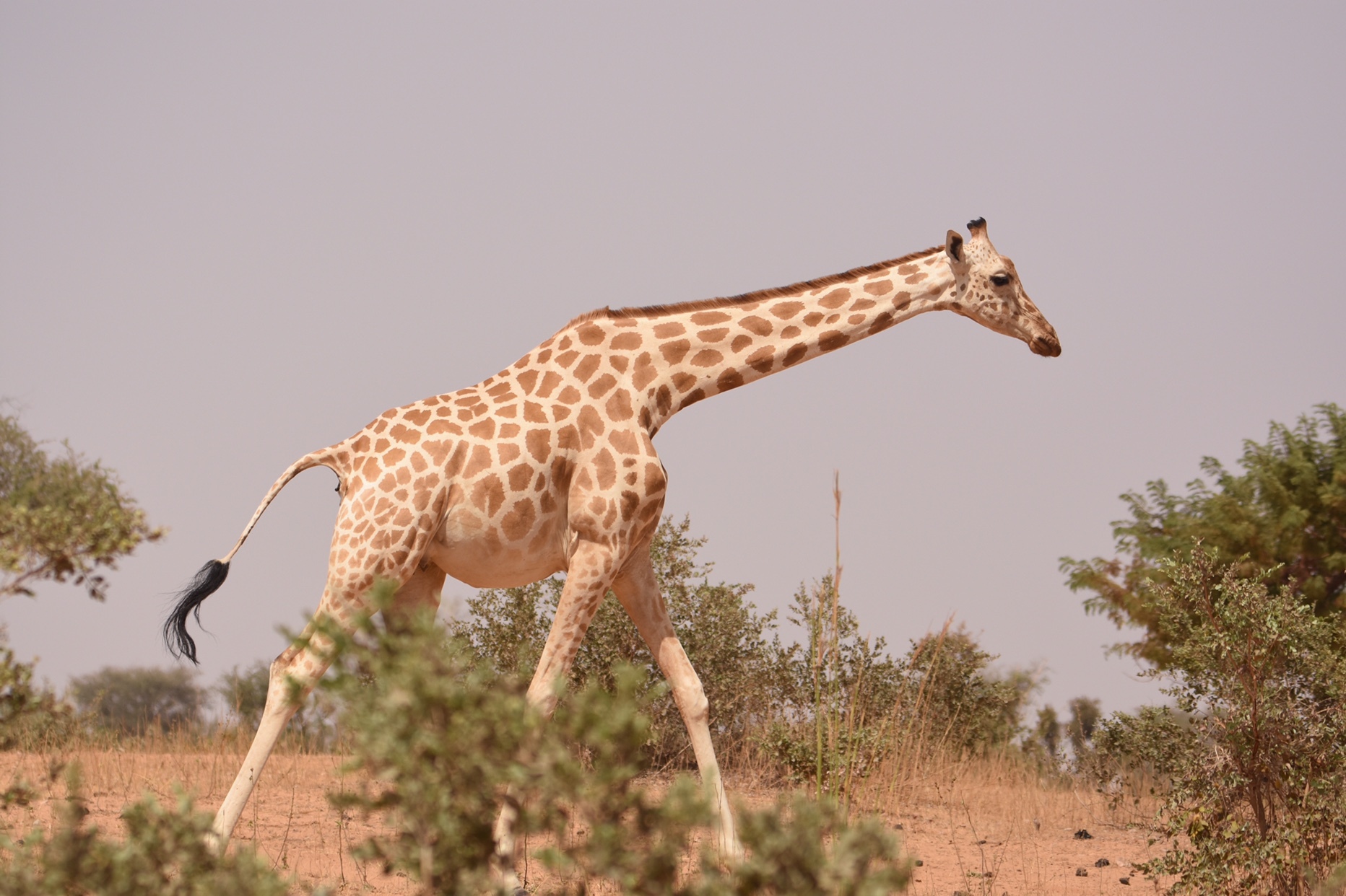 West African Giraffe Eating