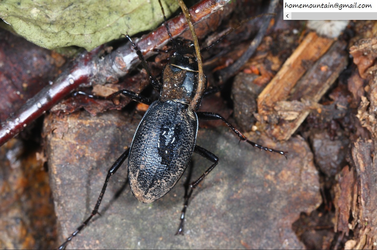 Carabus brandti Faldermann, 1835