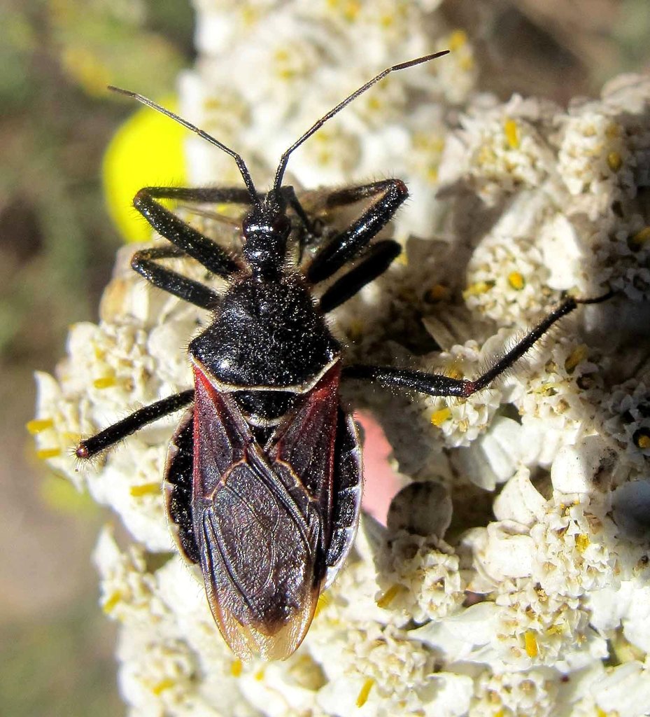California Bee Assassin from Portola Valley, California, United States ...