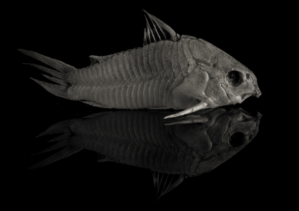 Callichthyid Armored Catfishes (Callichthyidae) - Marine Life ...