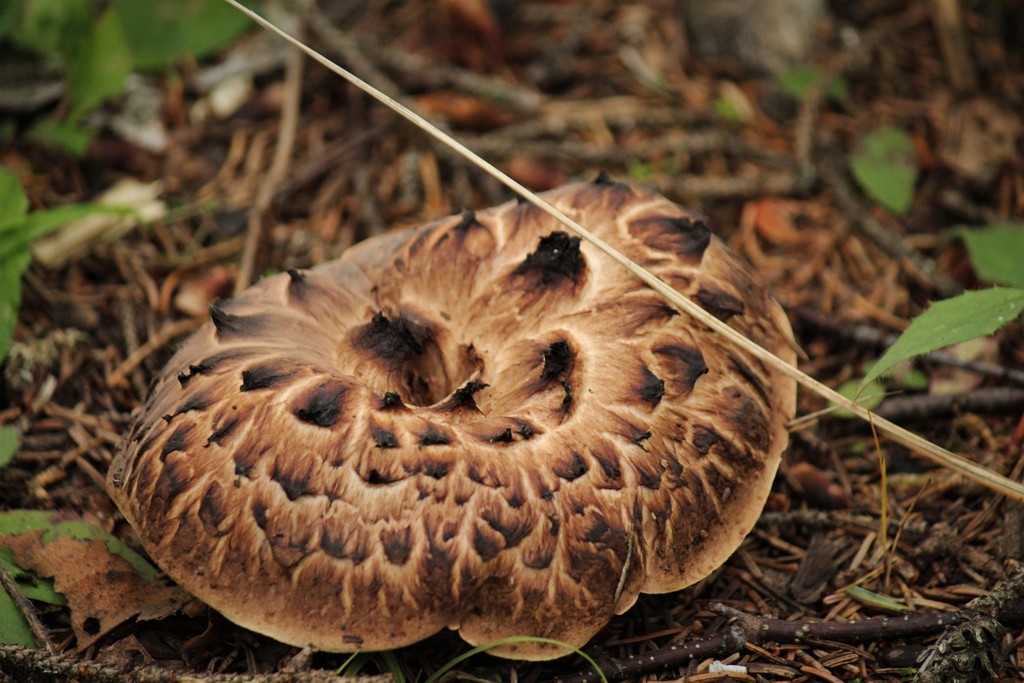 shingled hedgehog from Thunder Bay, ON, Canada on September 15, 2020 at ...