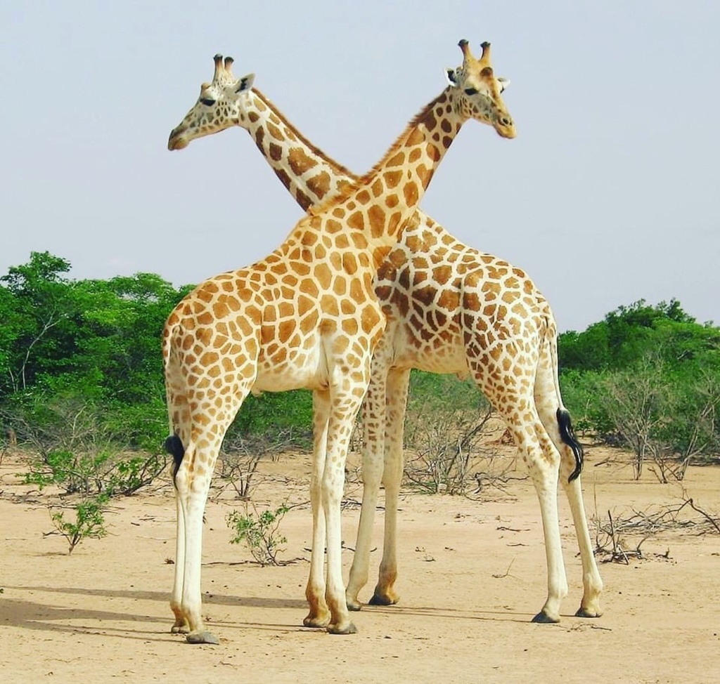 West African Giraffe in September 2020 by HAMADOU SOUMANA Oumarou ...