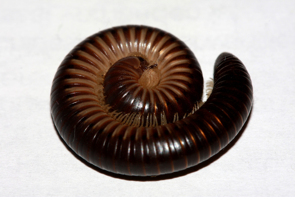 Julidae (California Millipede Families ) · iNaturalist