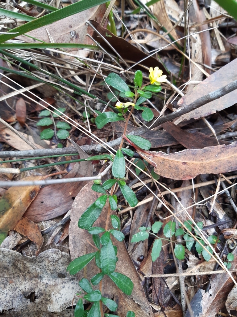 guinea-flowers in September 2020 by fflurlfw · iNaturalist