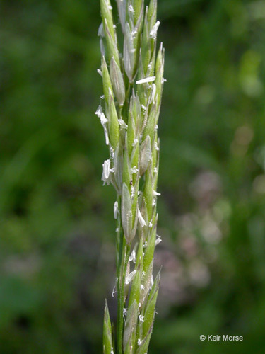 Alaska oniongrass (Galiano Learning Centre Graminoids ) · iNaturalist ...
