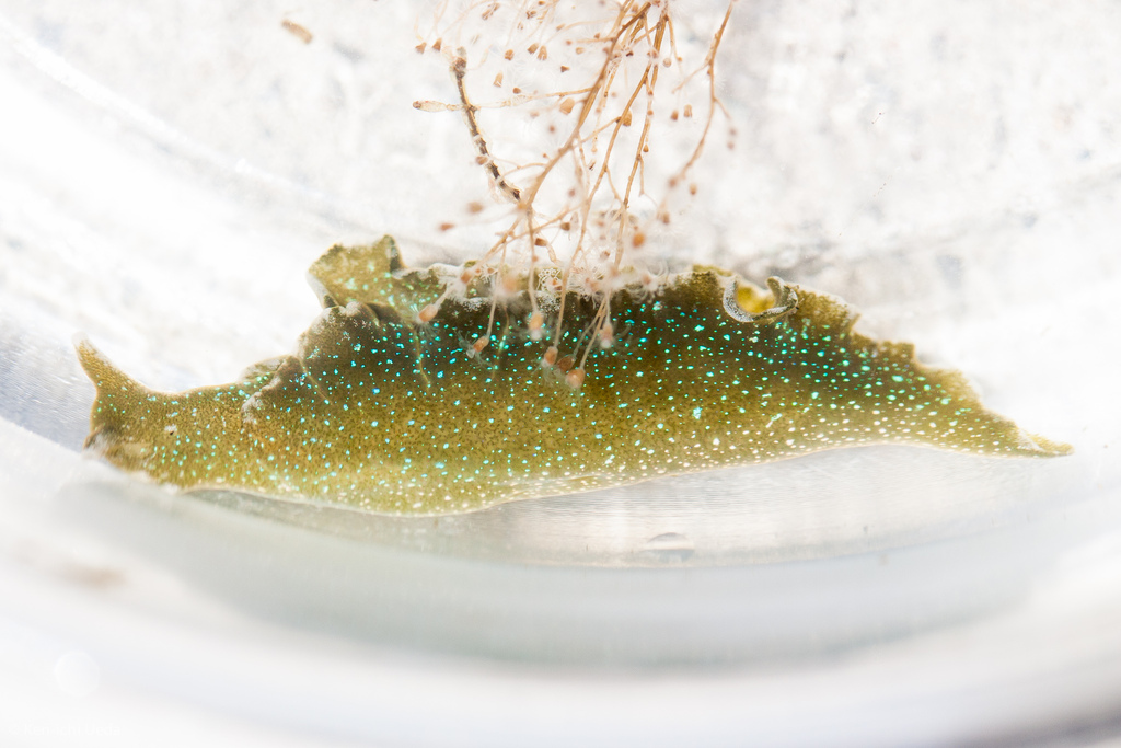 Hedgpeth's Sapsucker (Sea Slugs - Nudibranchs of California) · iNaturalist