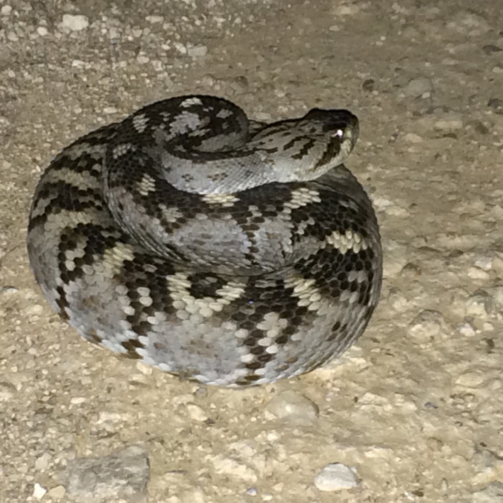 Black Tailed Rattlesnake