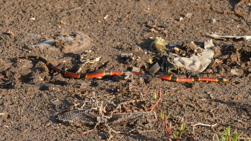 Variable Coralsnake (Micrurus diastema) - Snakes and Lizards