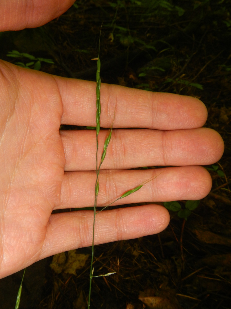 (Patis) - Botanical Realm