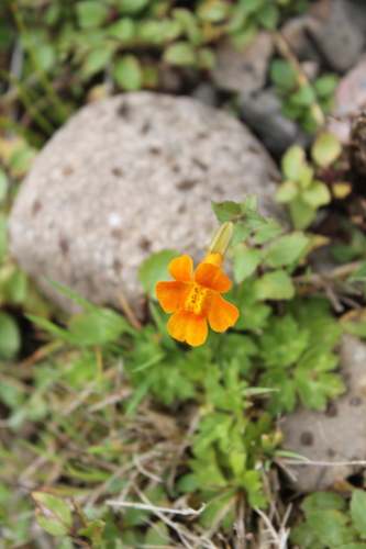 Coppery Monkeyflower (Hybrid Erythranthe × burnetii) · iNaturalist