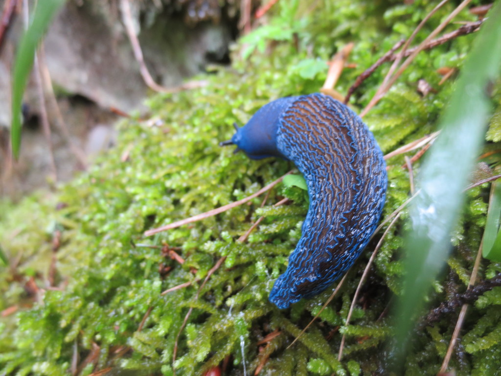 Carpathian Blue Slug from Rajon Rachiw, Transkarpatien, Ukraine on June ...