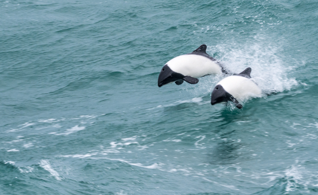 Commerson's Dolphin (Cephalorhynchus commersonii) - Know Your Mammals