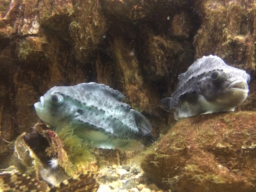 Lumpfish (Cyclopterus lumpus) - Marine Life Identification