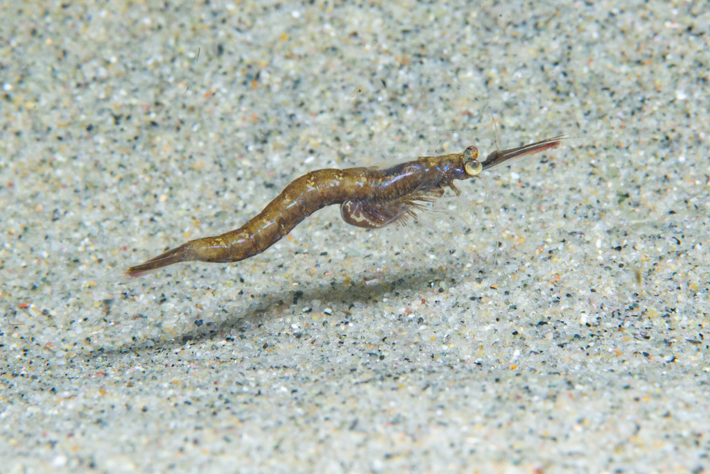 Mysidae (Wadden Sea The Netherlands) · iNaturalist