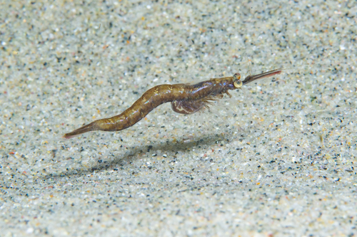 Mysidae (Wadden Sea The Netherlands) · iNaturalist