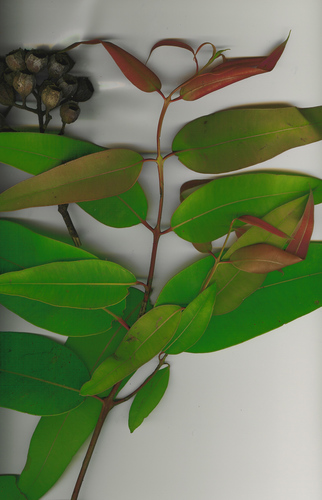 Gum Myrtle (LA Urban Forest Program) · iNaturalist