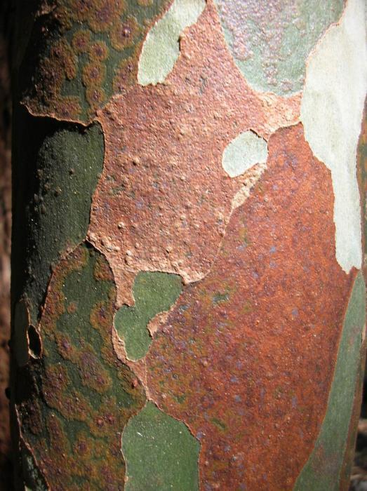 Gum Myrtle (LA Urban Forest Program) · iNaturalist
