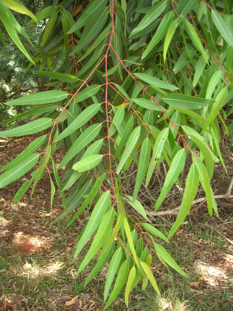 Gum Myrtle (LA Urban Forest Program) · iNaturalist