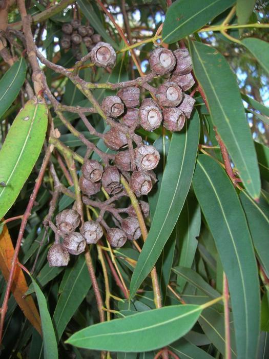 Gum Myrtle (LA Urban Forest Program) · iNaturalist