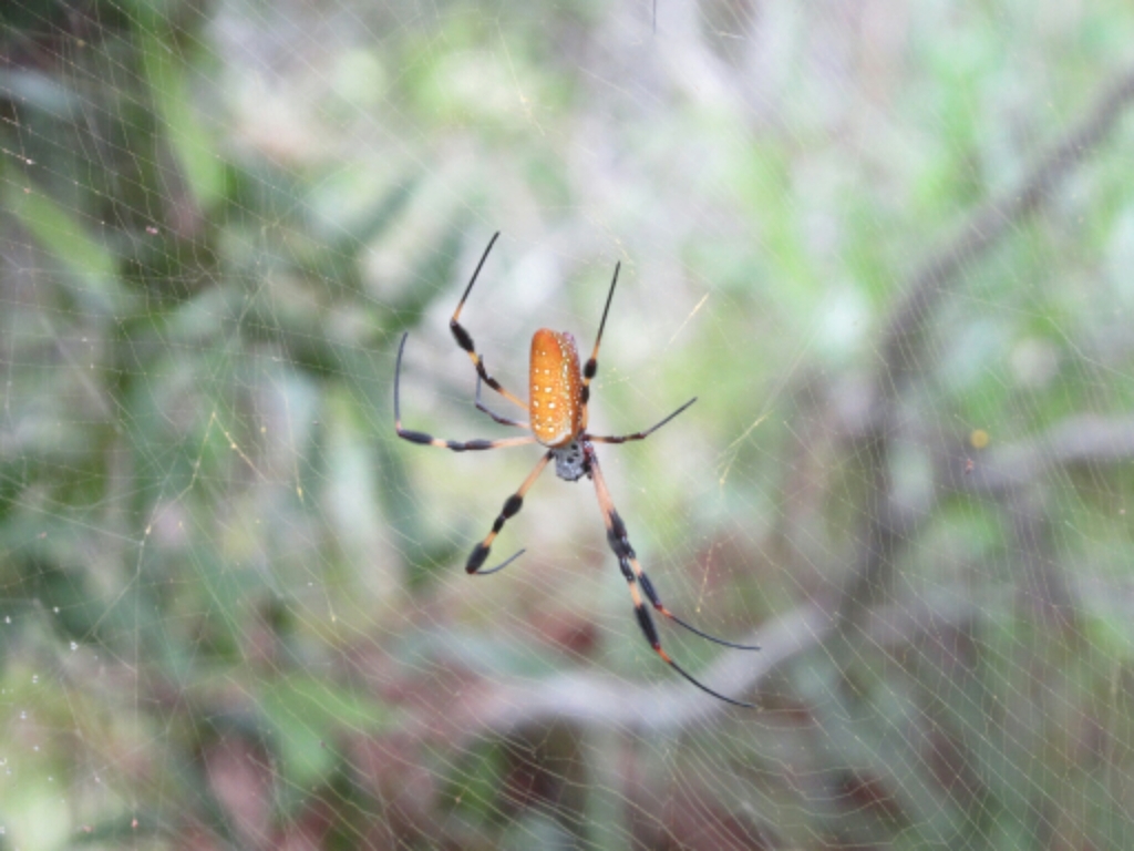 Golden Silk Spider from Unnamed Road Savannah Bight on July 23, 2017 at ...