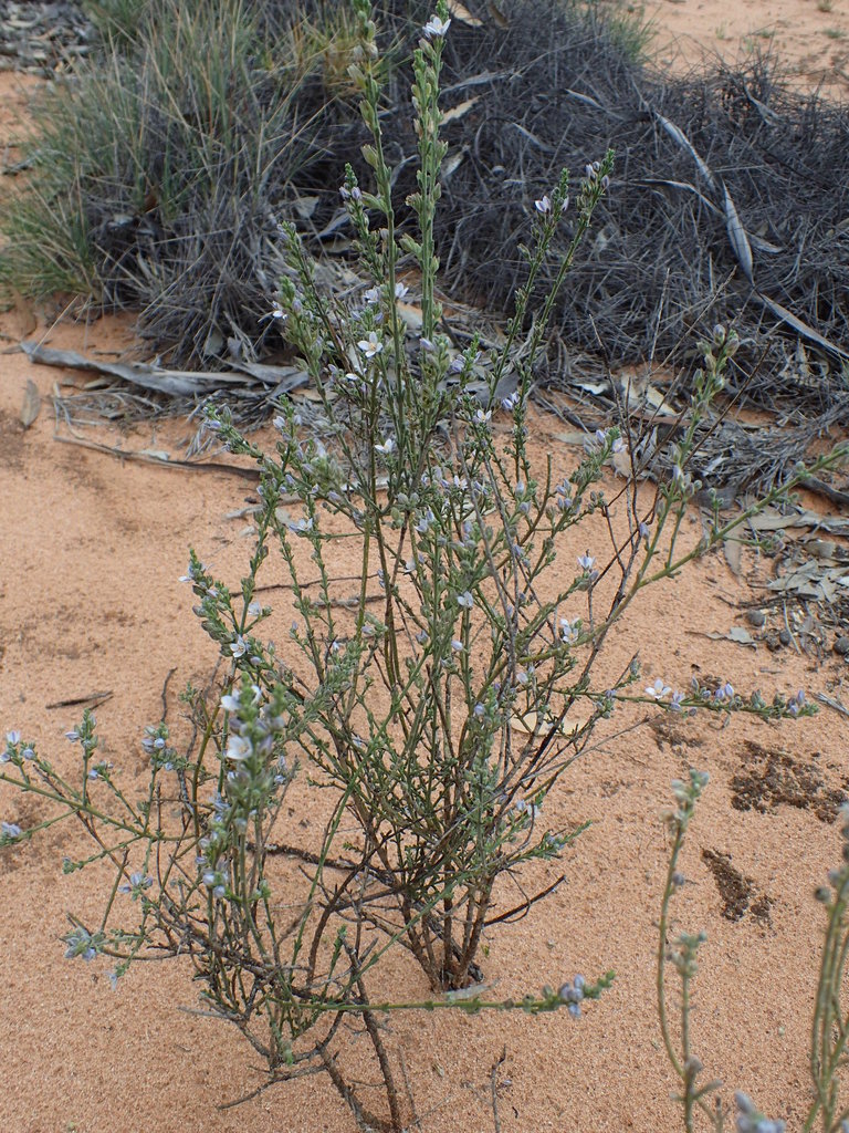 Cyanothamnus coerulescens coerulescens from 30km E by N of Swan Reach ...